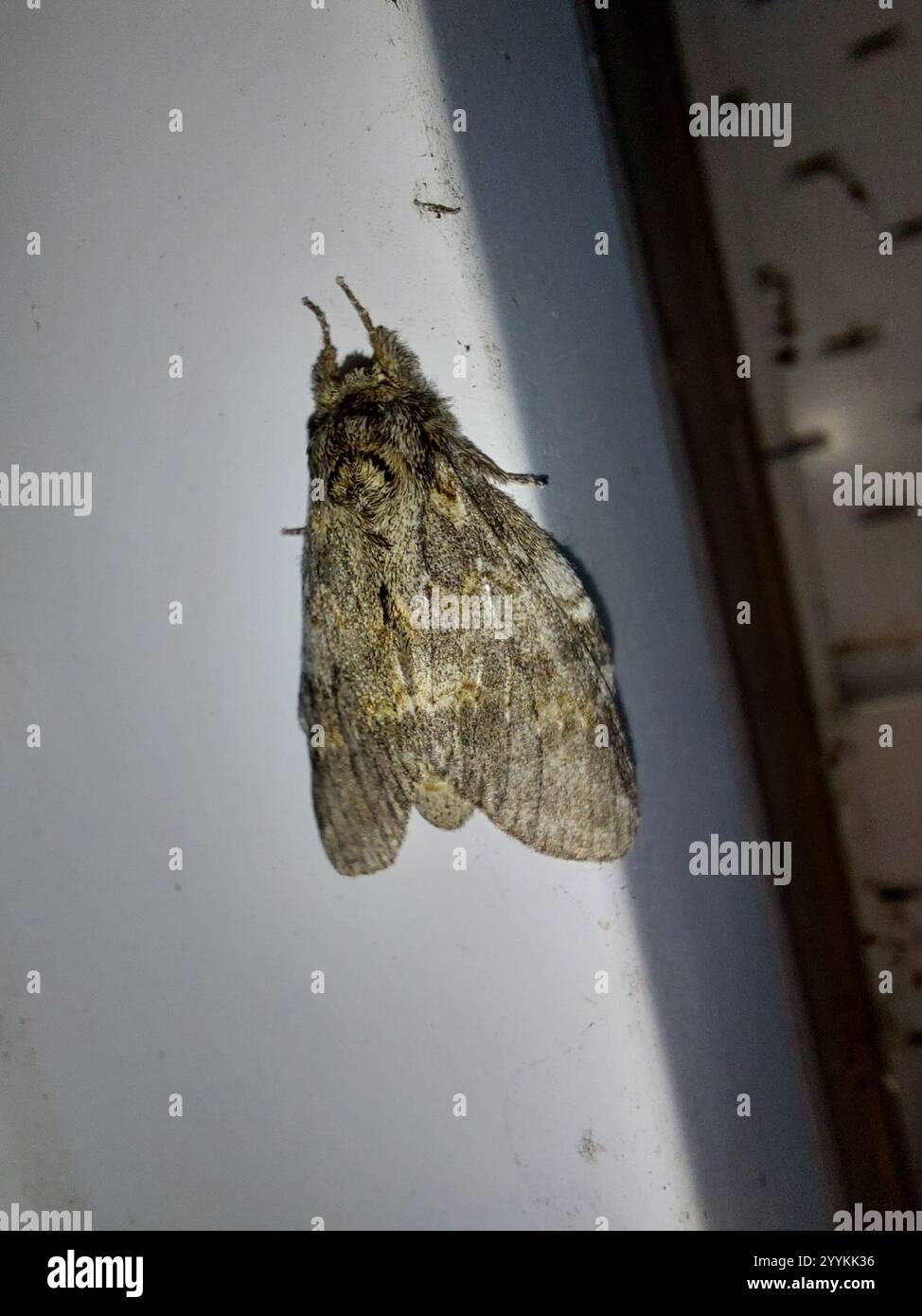 Angulose Prominent (Peridea angulosa Stock Photo - Alamy