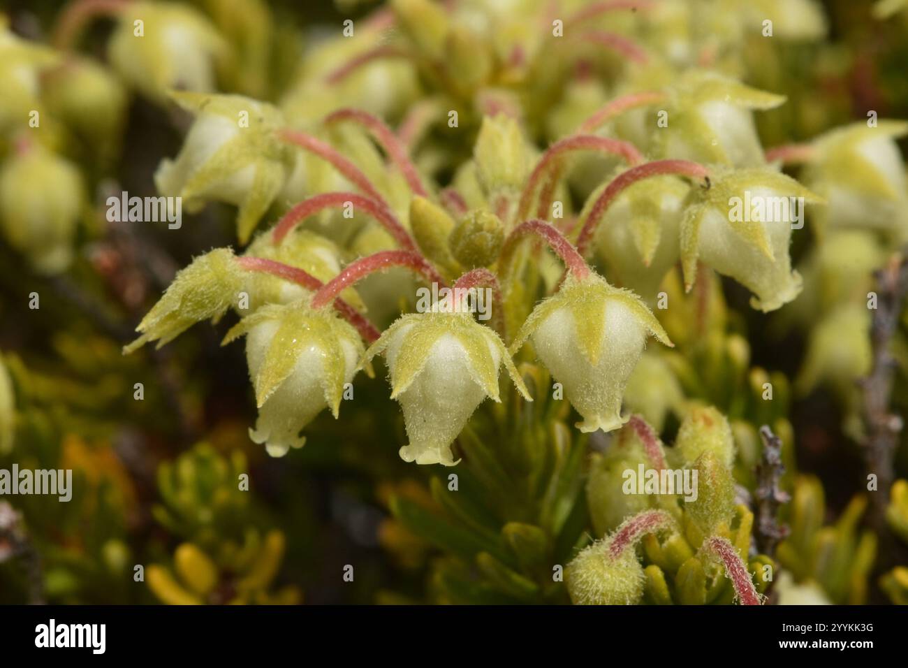 Yellow Mountain-heath (Phyllodoce glanduliflora Stock Photo - Alamy