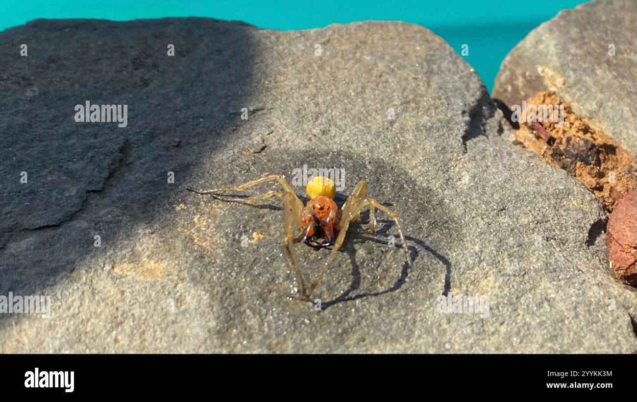 European Yellow Sac Spider (Cheiracanthium punctorium Stock Photo - Alamy