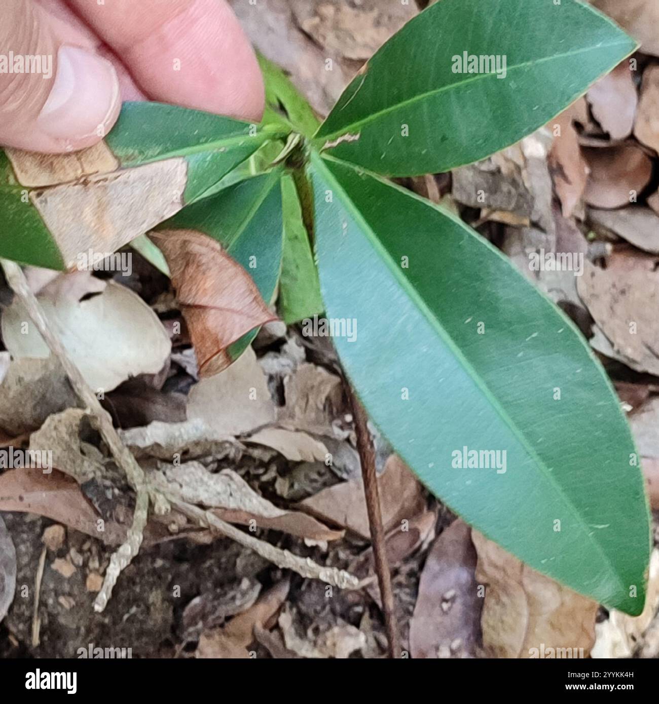 Mammea americana hi-res stock photography and images - Alamy