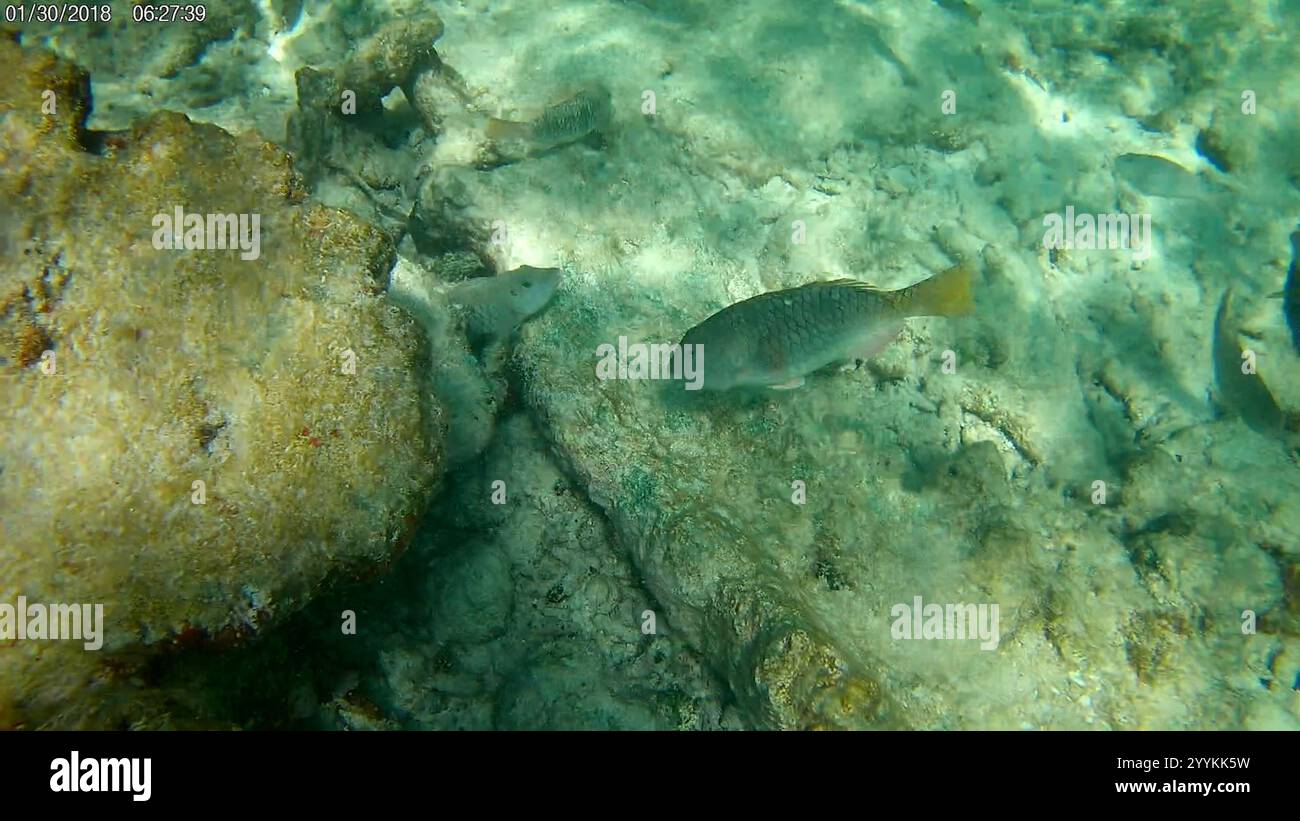 Yellowtail Parrotfish (Sparisoma rubripinne Stock Photo - Alamy