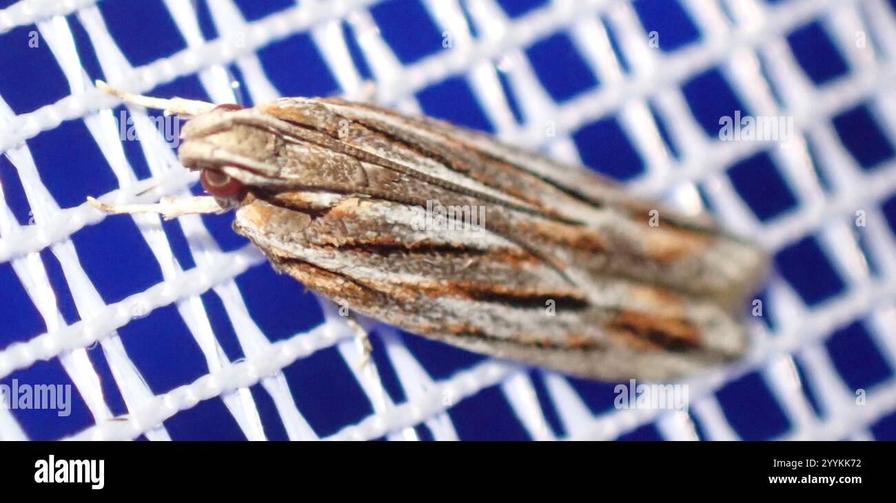 Tortricid Leafroller Moths and Allies (Tortricoidea Stock Photo - Alamy