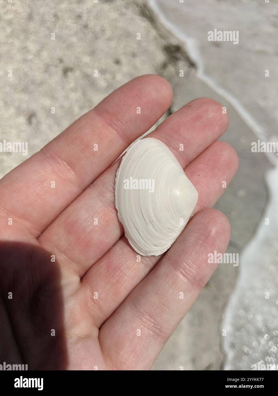 Southern Surfclam (Spisula raveneli Stock Photo - Alamy