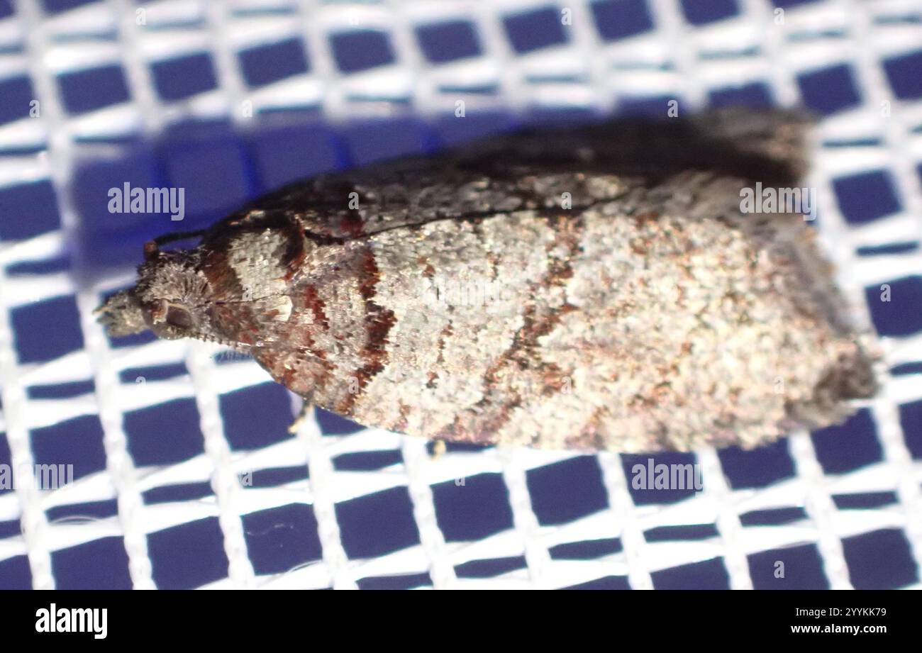 Tortricid Leafroller Moths (Tortricidae Stock Photo - Alamy