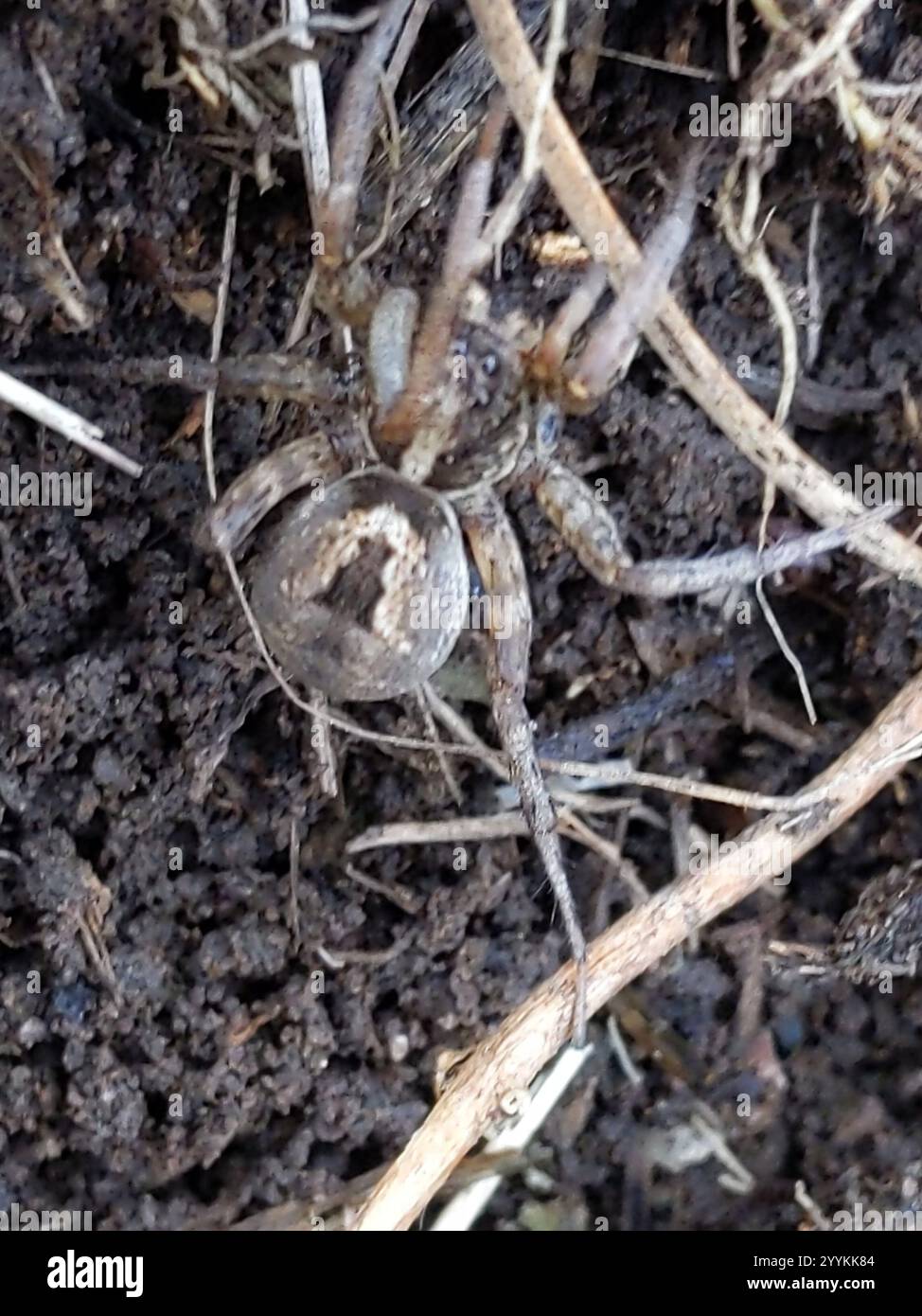 Variable Wolf Spider (Venator spenceri Stock Photo - Alamy