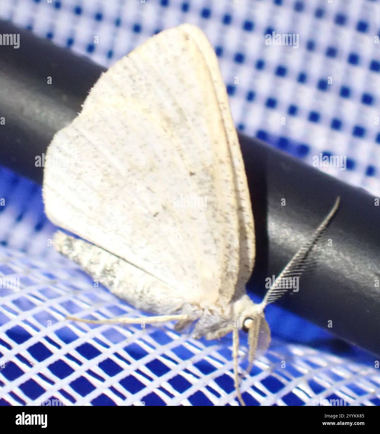 Northern Wave Moth (Cabera exanthemata Stock Photo - Alamy