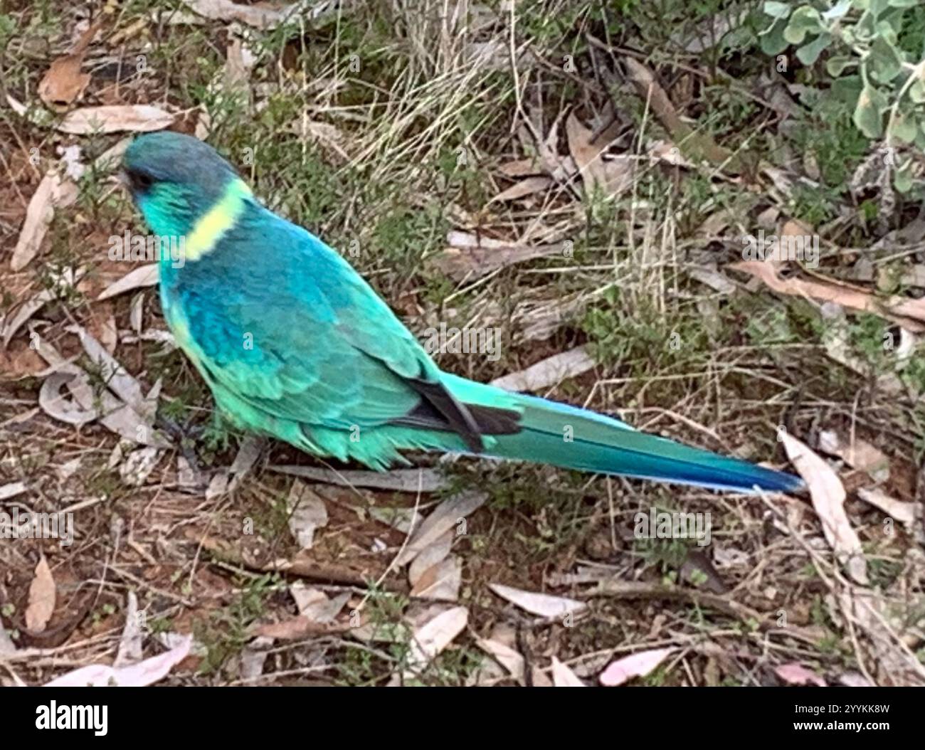 Australian Ringneck (Barnardius zonarius Stock Photo - Alamy