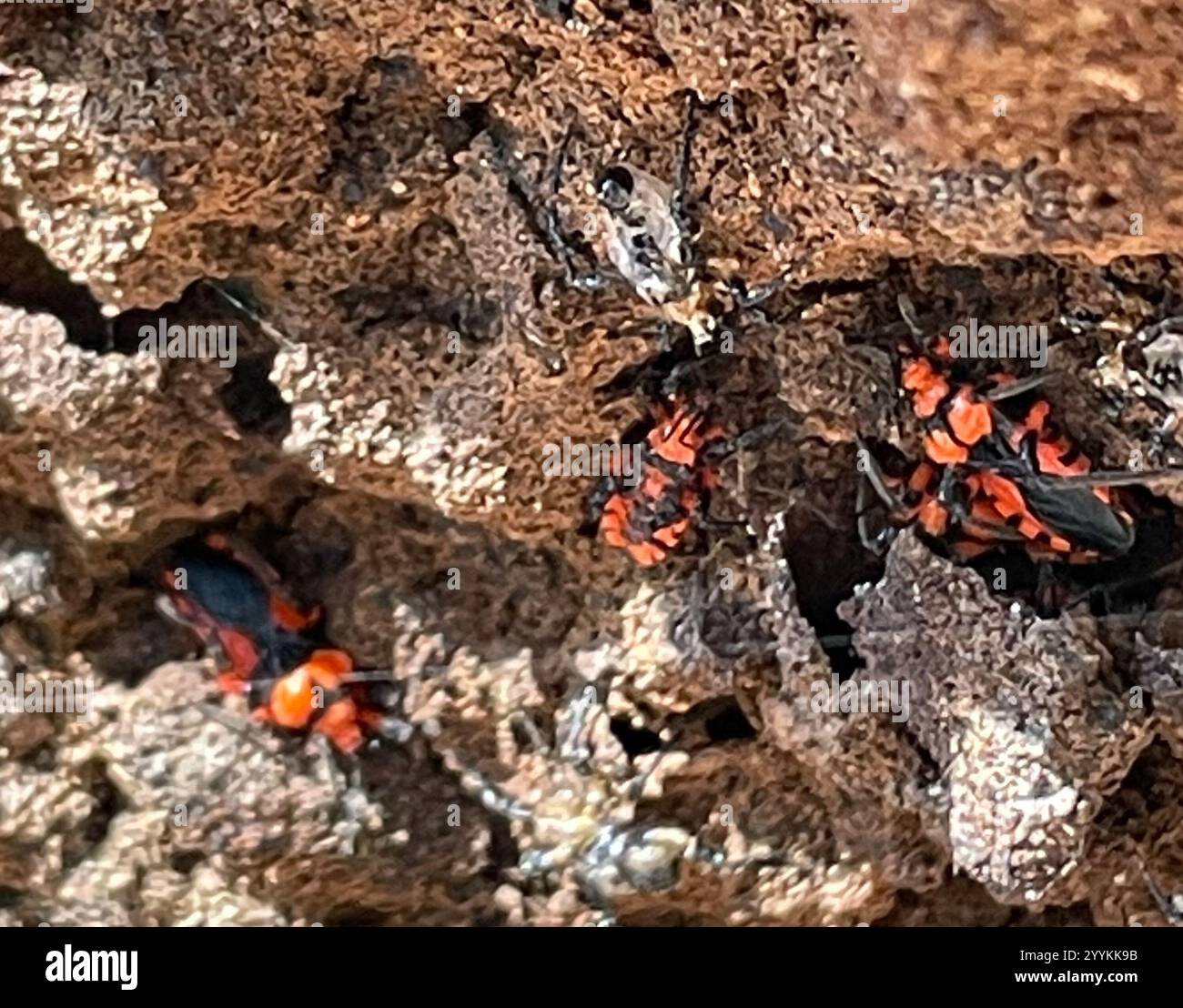 Termite Assassin Bug (Tegea atropicta Stock Photo - Alamy