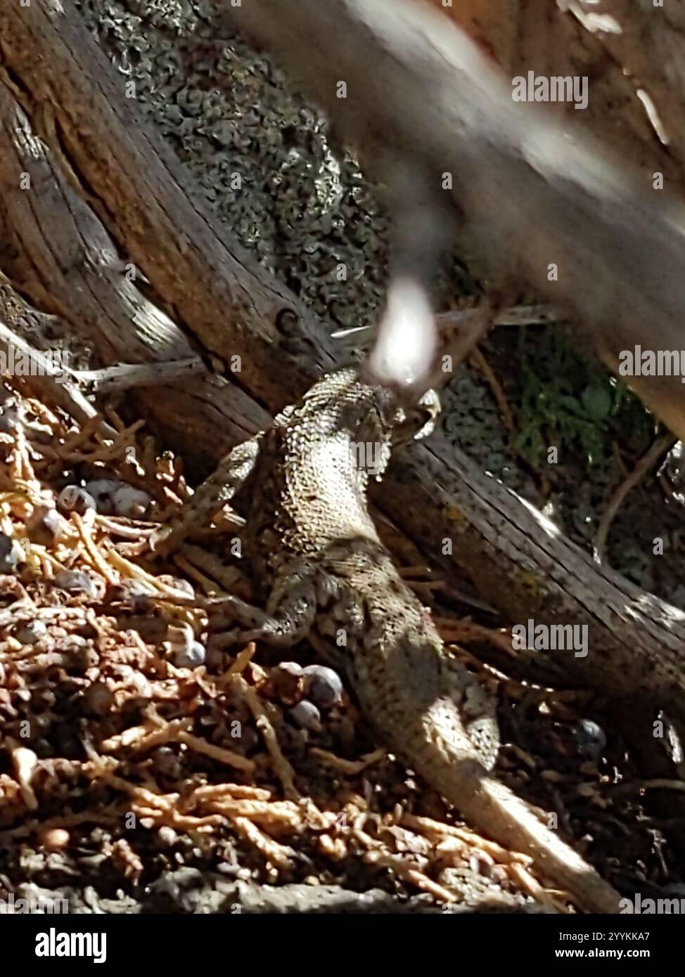 Prairie Lizard (Sceloporus consobrinus Stock Photo - Alamy