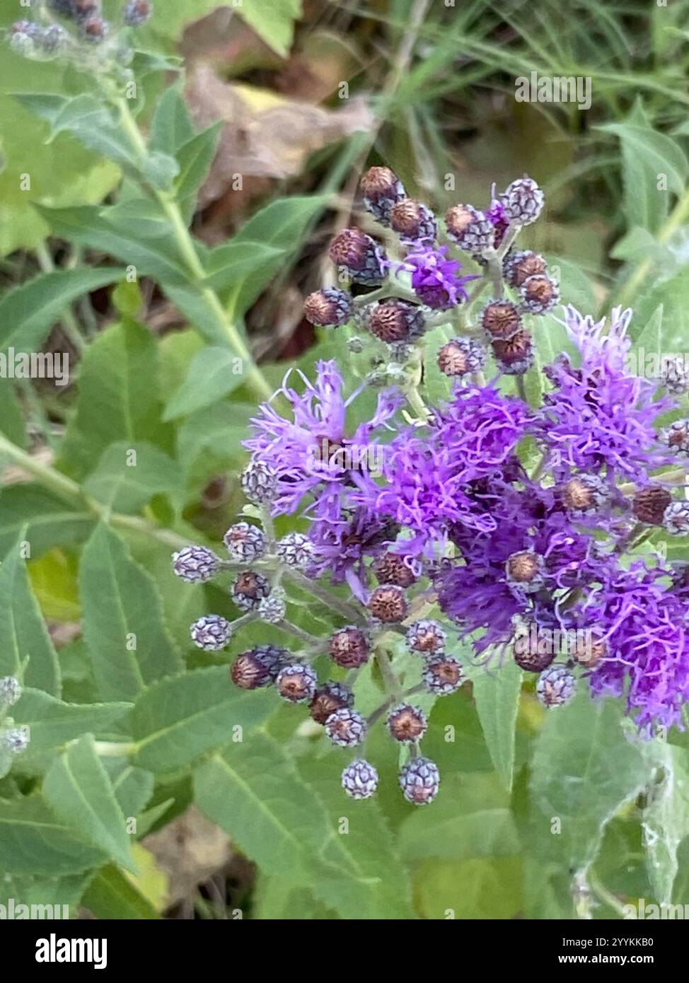 Western Ironweed (Vernonia baldwinii Stock Photo - Alamy