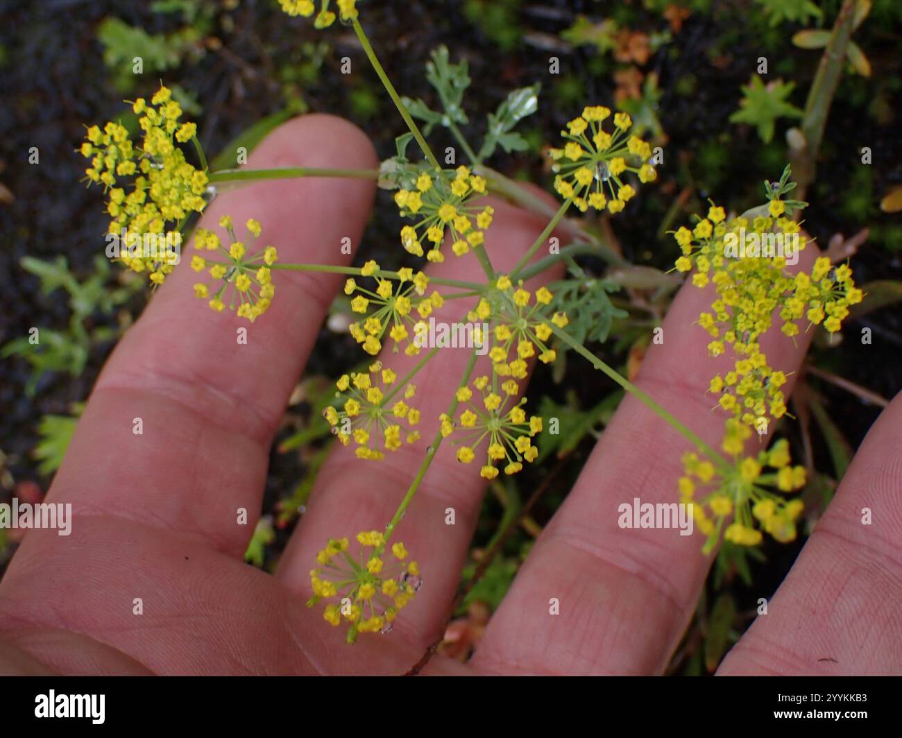 Wyeth Biscuitroot (Lomatium ambiguum Stock Photo - Alamy
