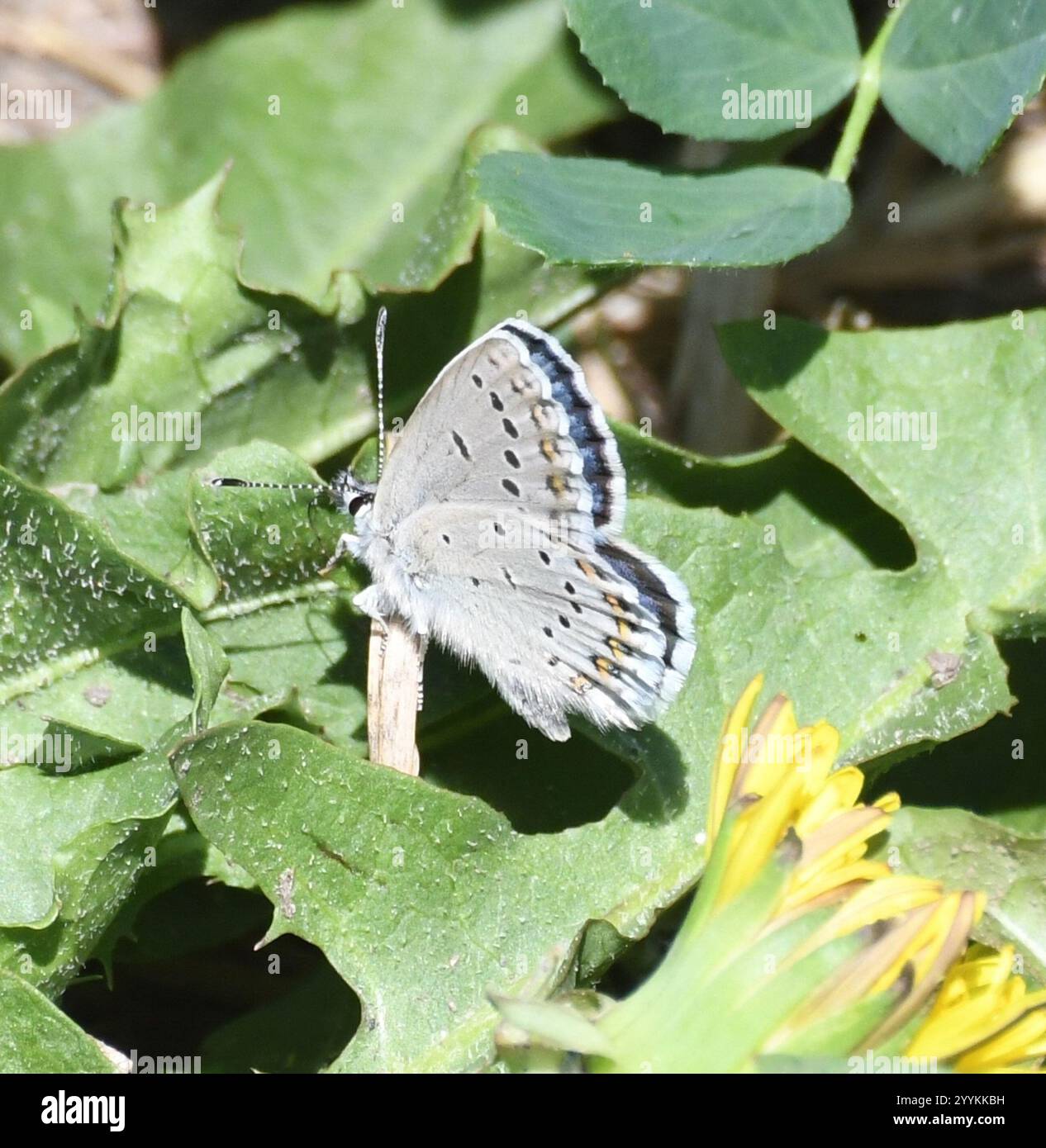 Anna's Blue (Plebejus anna Stock Photo - Alamy