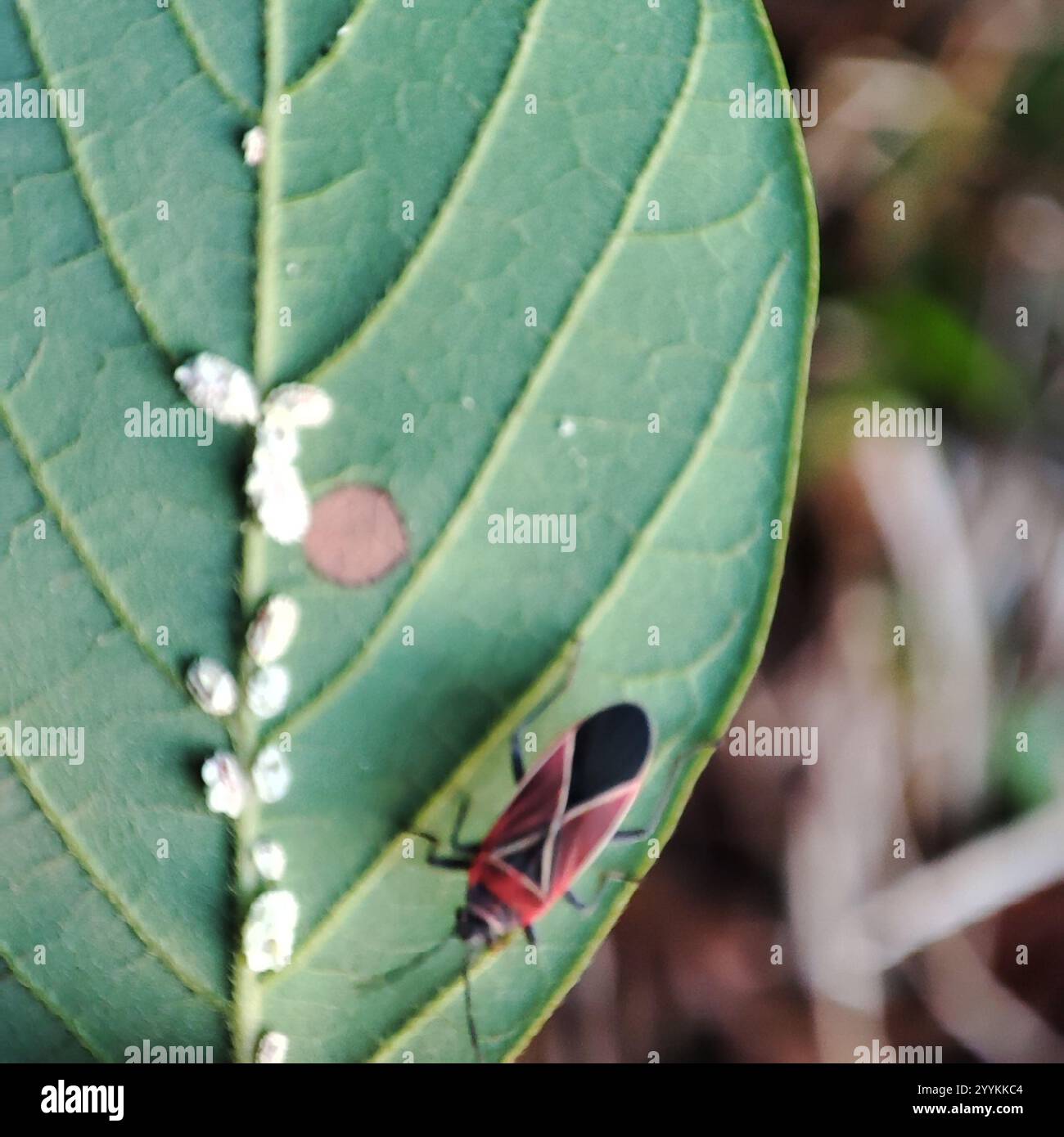 White-crossed Seed Bug (Neacoryphus bicrucis Stock Photo - Alamy