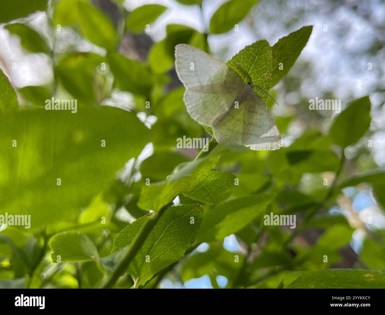 Common White Wave (Cabera pusaria Stock Photo - Alamy