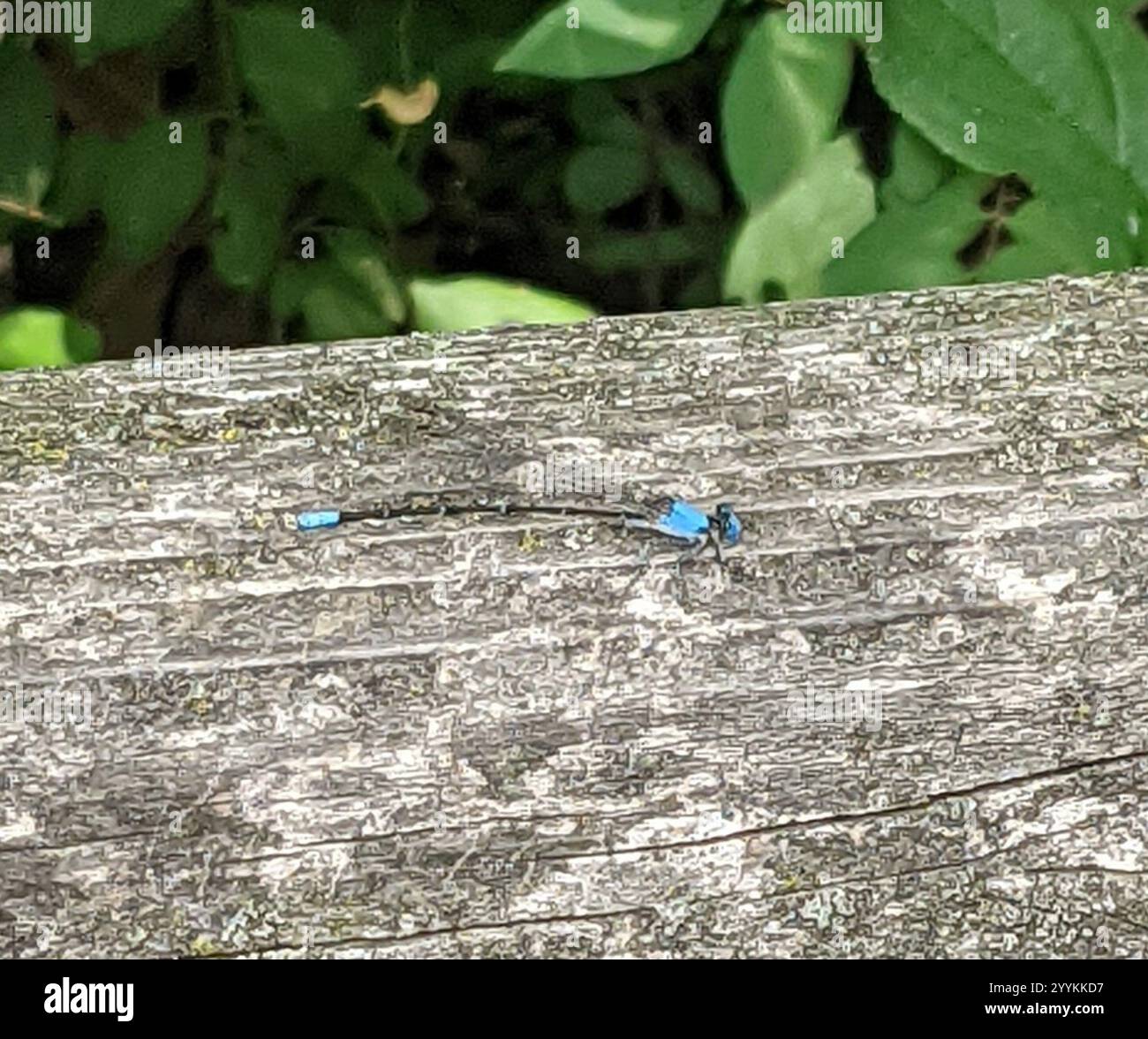 Blue-fronted Dancer (Argia apicalis Stock Photo - Alamy