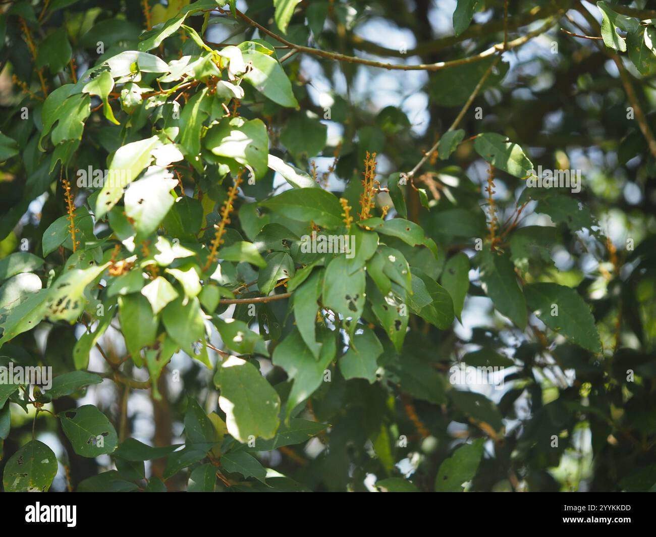 Kamala (Mallotus philippensis Stock Photo - Alamy
