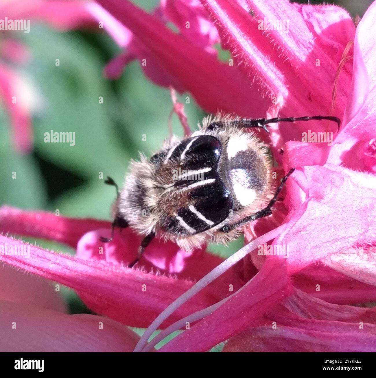Bee-mimic Beetle (Trichiotinus assimilis Stock Photo - Alamy