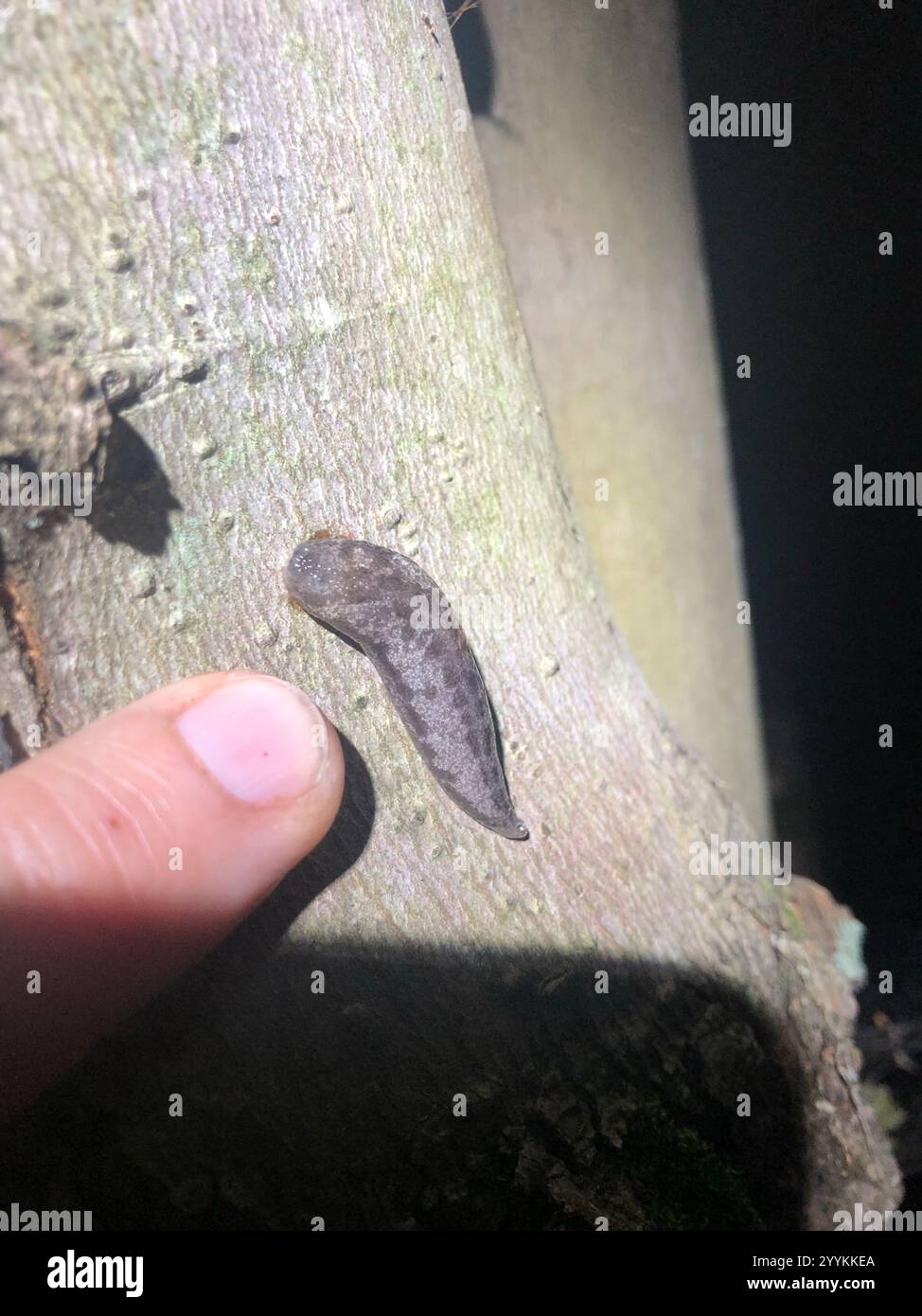 Changeable Mantleslug (Megapallifera mutabilis Stock Photo - Alamy