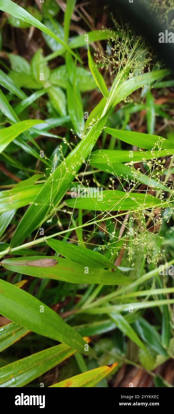 bristlegrasses, rosette grasses, barnyard grasses, and allies (Paniceae ...