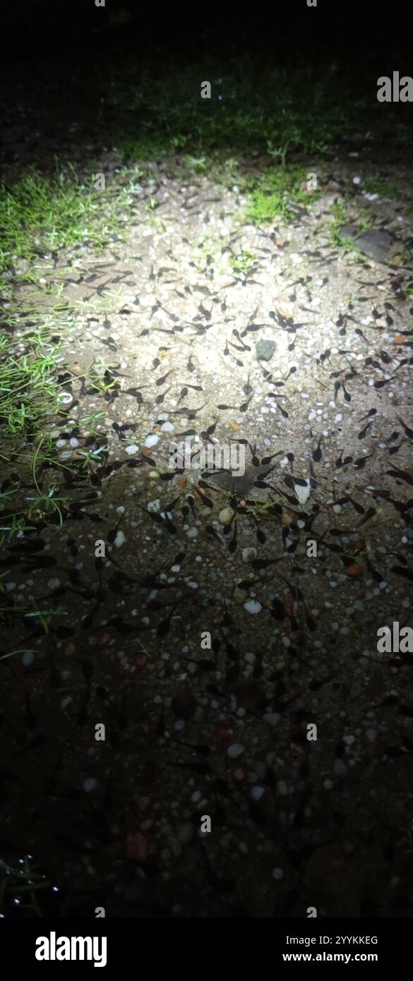 Sand Toad (Vandijkophrynus angusticeps Stock Photo - Alamy