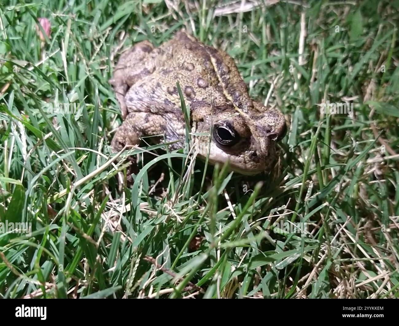 Western Toad (Anaxyrus boreas Stock Photo - Alamy