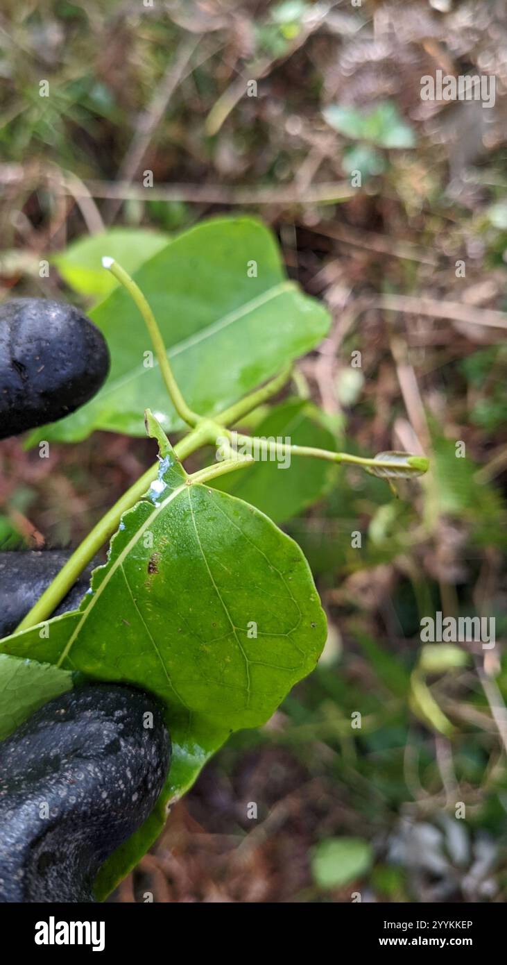 Common Milk Vine (Leichhardtia rostrata Stock Photo - Alamy