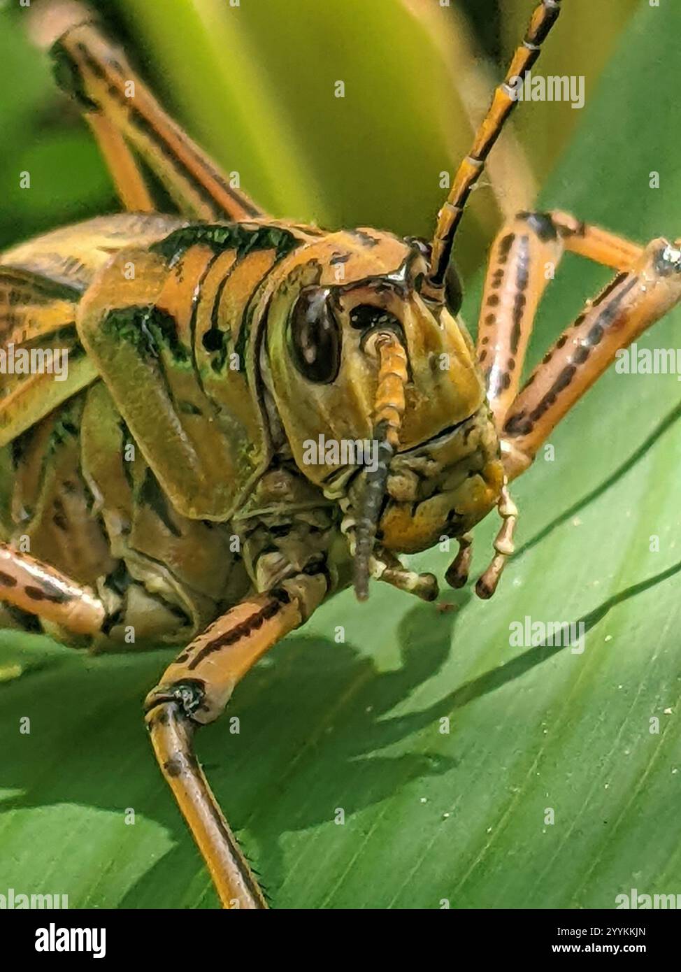 Eastern Lubber Grasshopper (Romalea microptera Stock Photo - Alamy