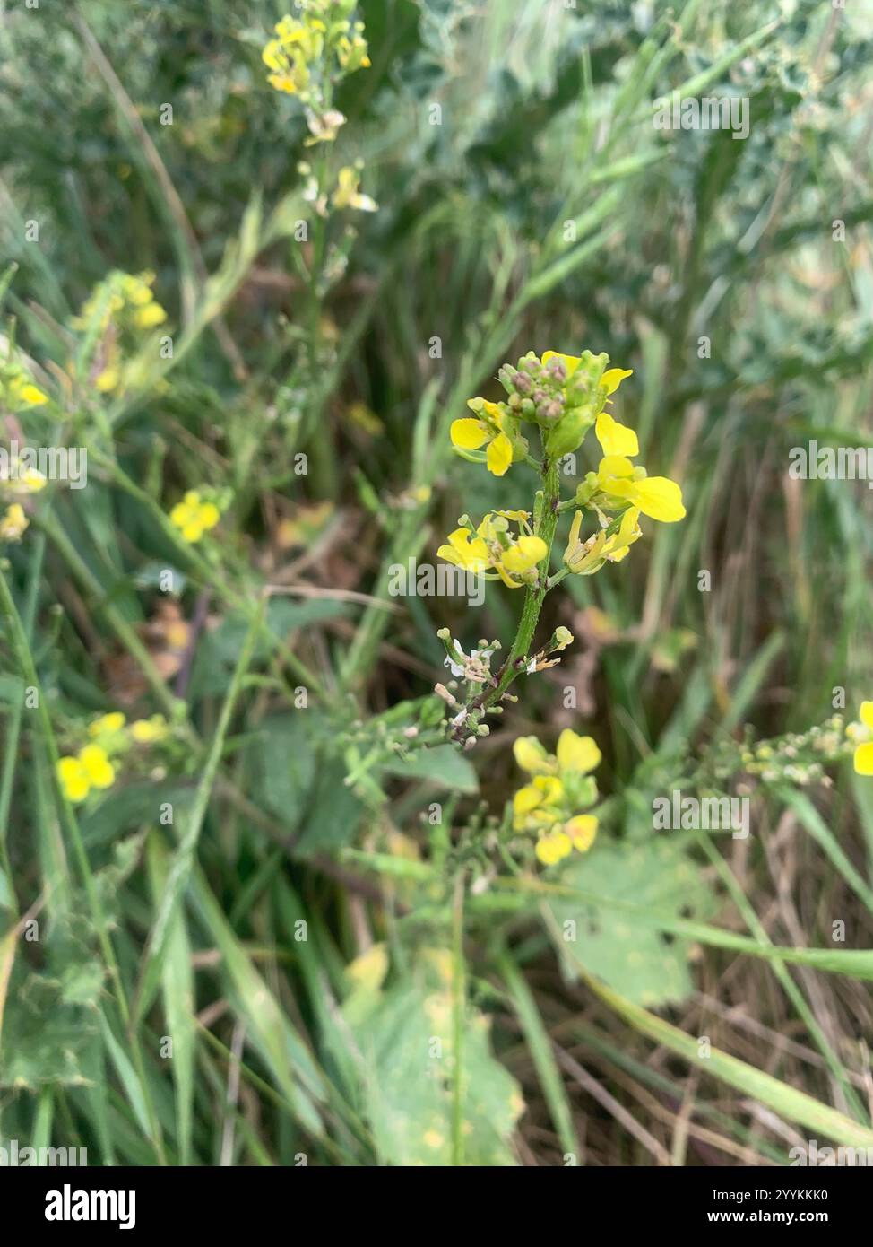 mustard family (Brassicaceae Stock Photo - Alamy