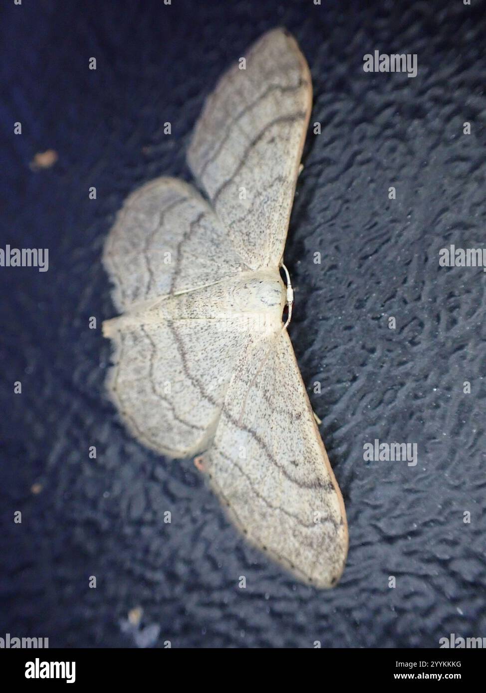 Riband Wave (Idaea aversata Stock Photo - Alamy