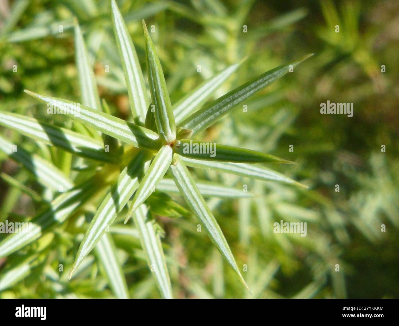 western prickly juniper (Juniperus oxycedrus Stock Photo - Alamy