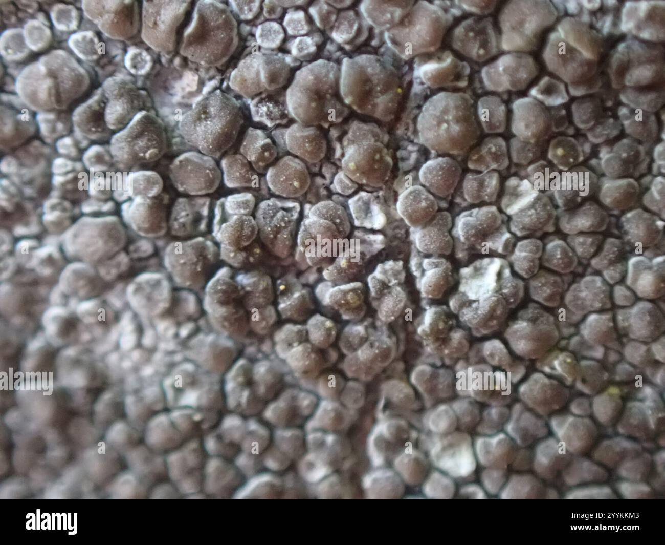 rim lichens, disc lichens, and allies (Lecanoraceae Stock Photo - Alamy