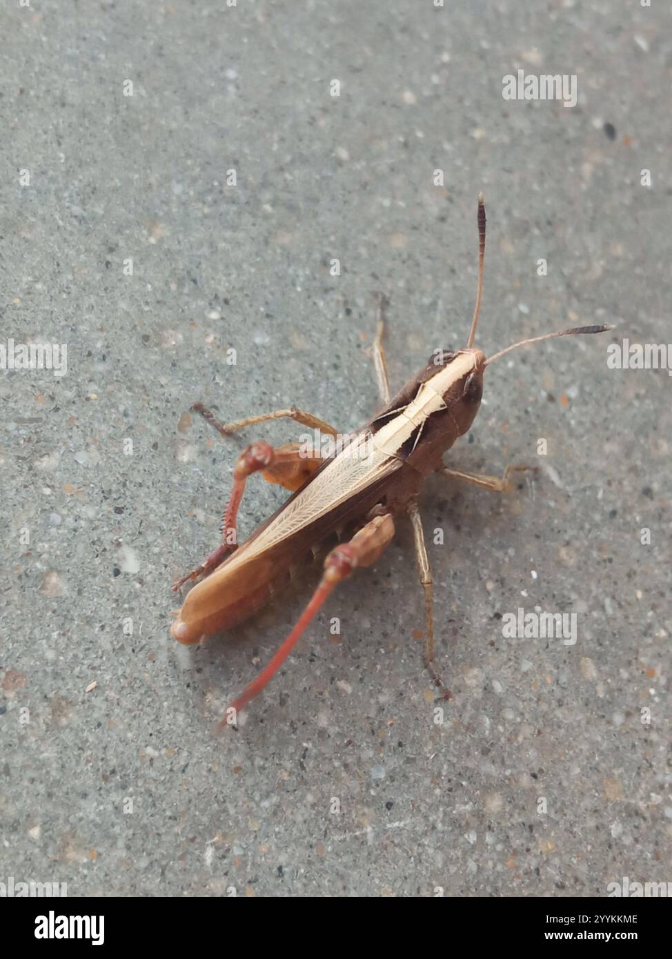 Rufous Grasshopper (Gomphocerippus rufus Stock Photo - Alamy
