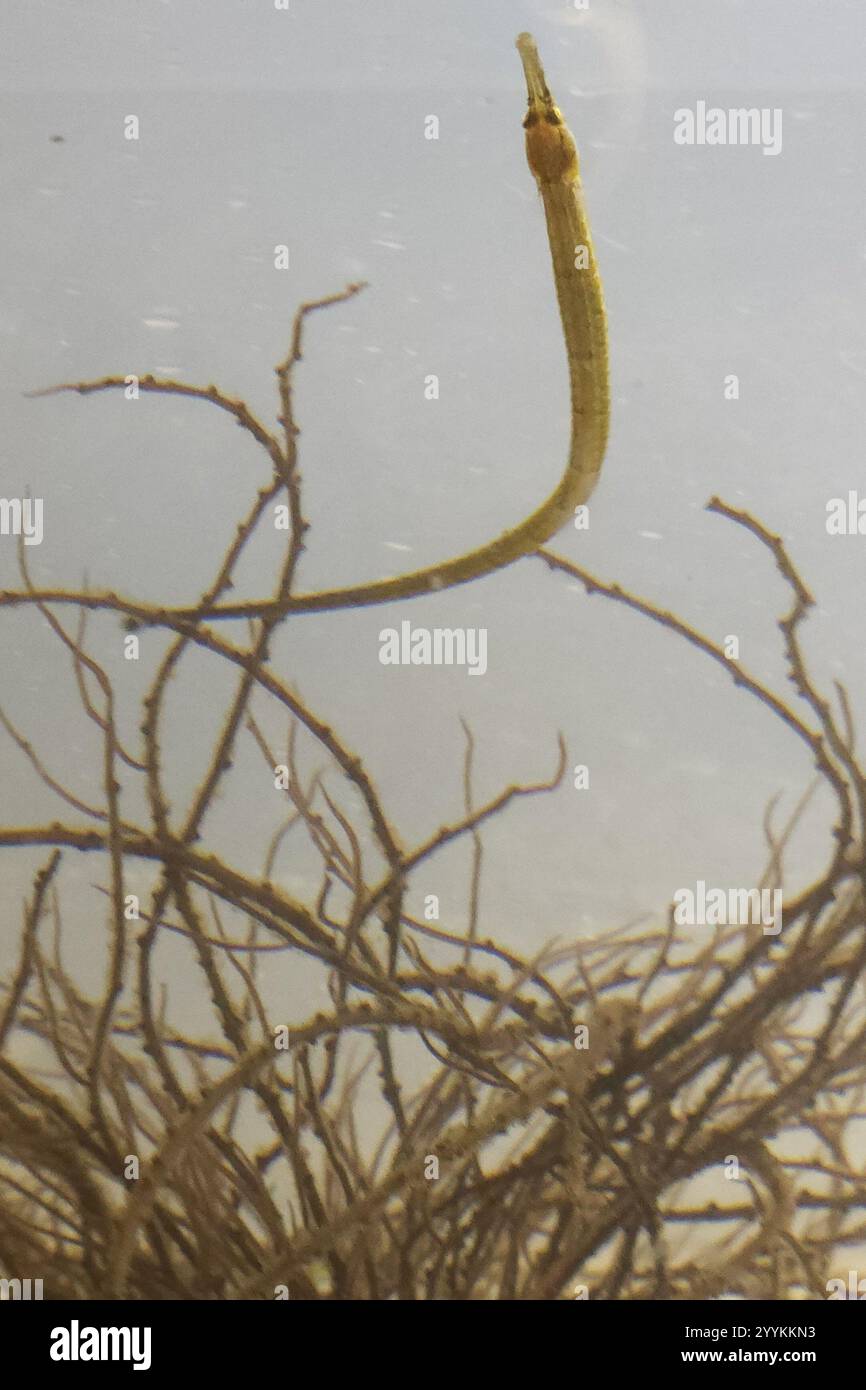 Northern Pipefish (Syngnathus fuscus Stock Photo - Alamy