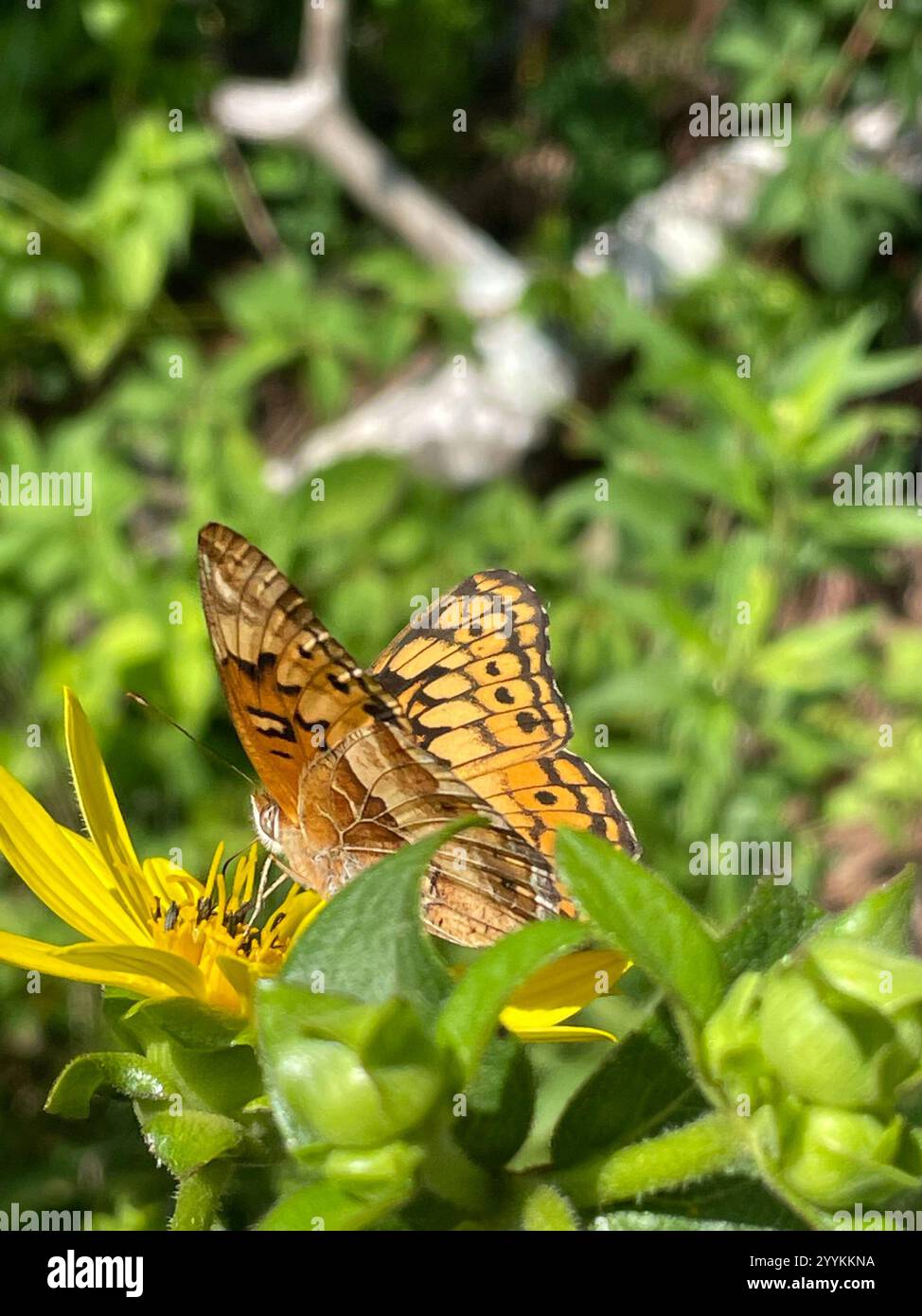 Variegated Fritillary (Euptoieta claudia Stock Photo - Alamy
