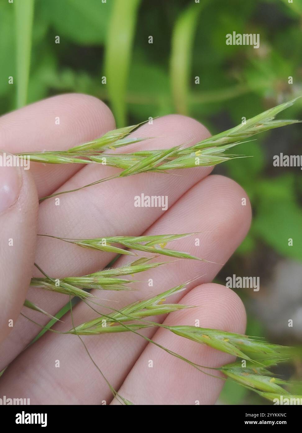 Fringed Brome (Bromus ciliatus Stock Photo - Alamy
