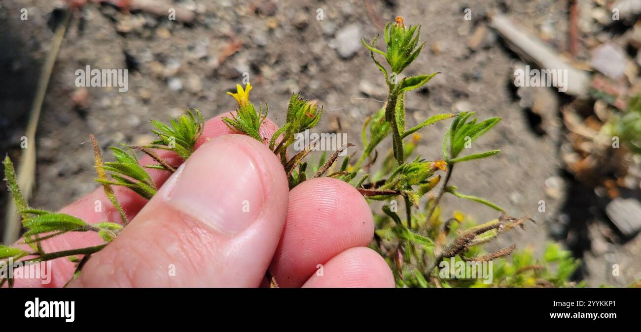 Stinkwort (Dittrichia graveolens Stock Photo - Alamy