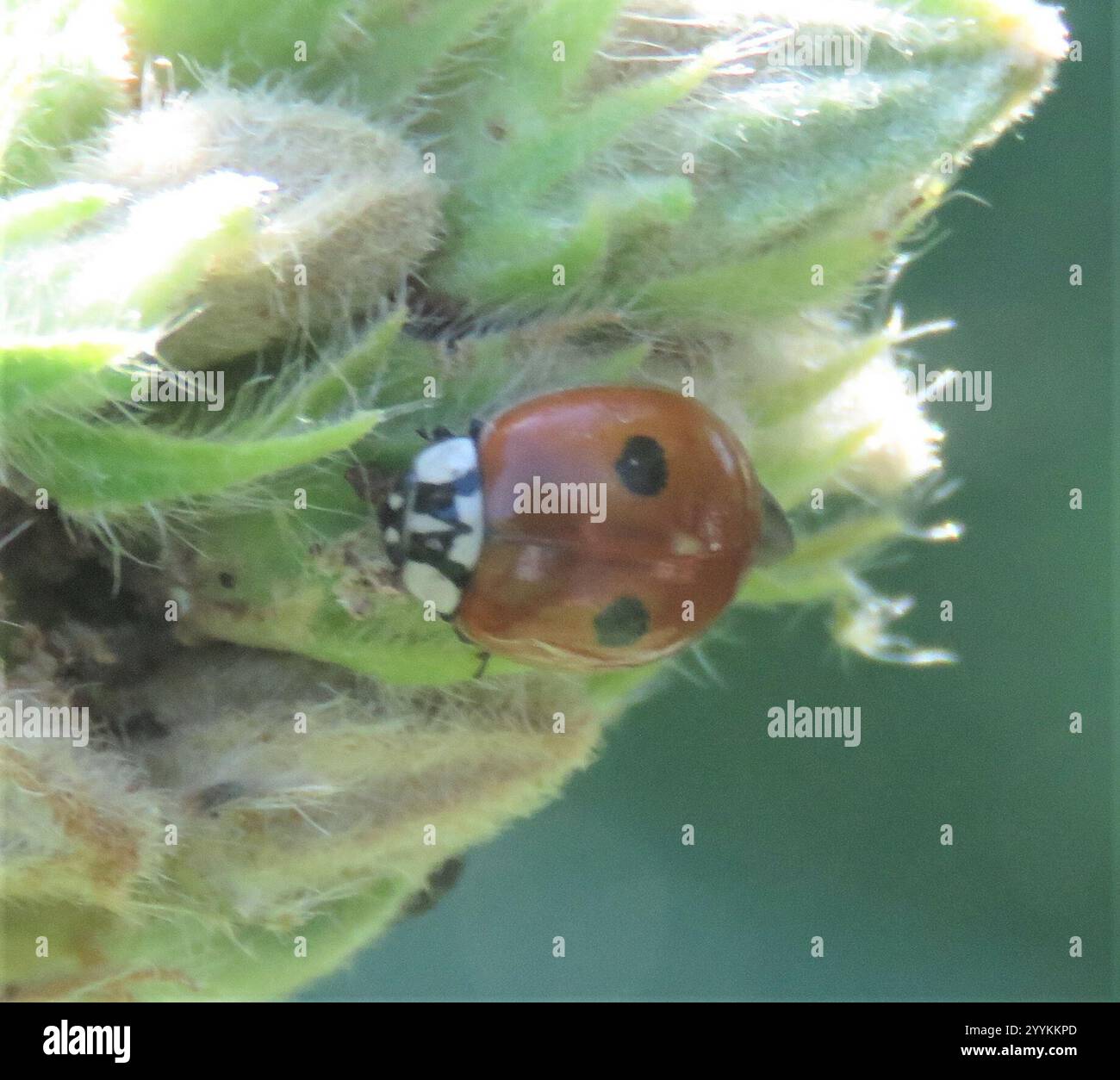 Two-spotted Lady Beetle (Adalia bipunctata Stock Photo - Alamy
