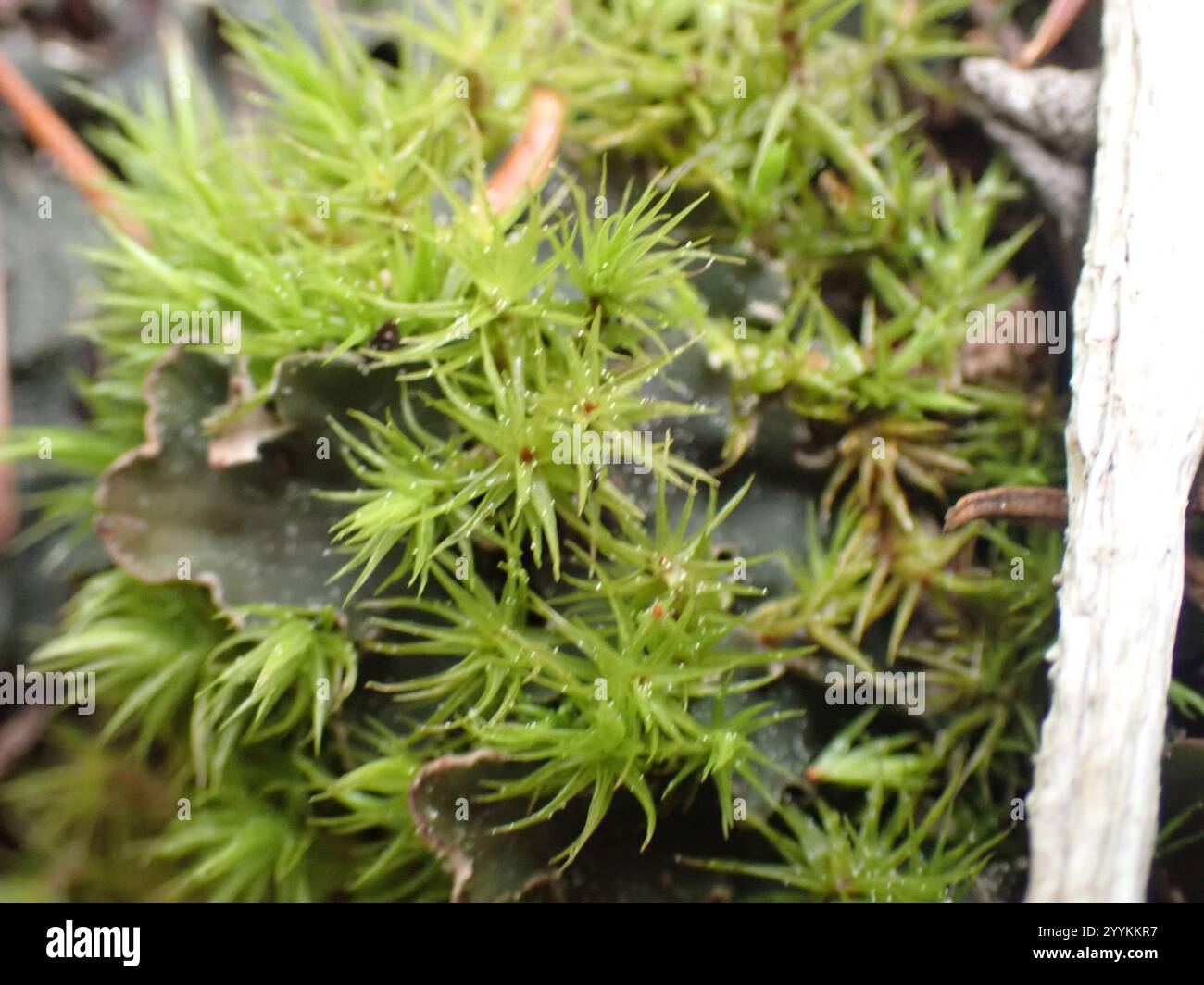 Common Apple-moss (Bartramia pomiformis Stock Photo - Alamy