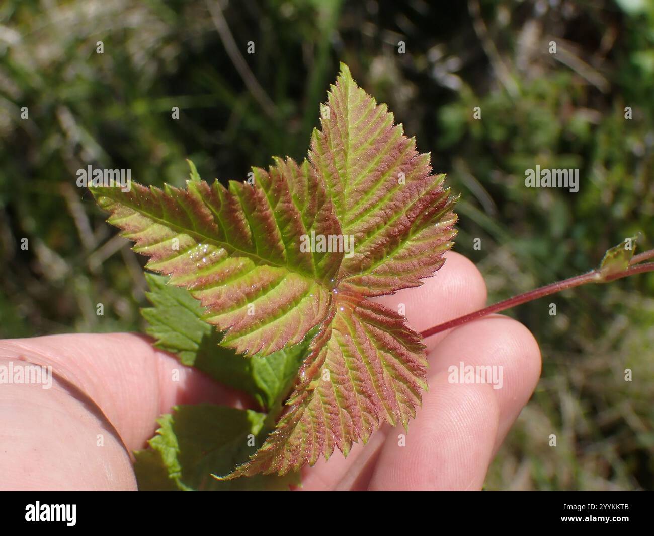 dwarf raspberry (Rubus pubescens Stock Photo - Alamy