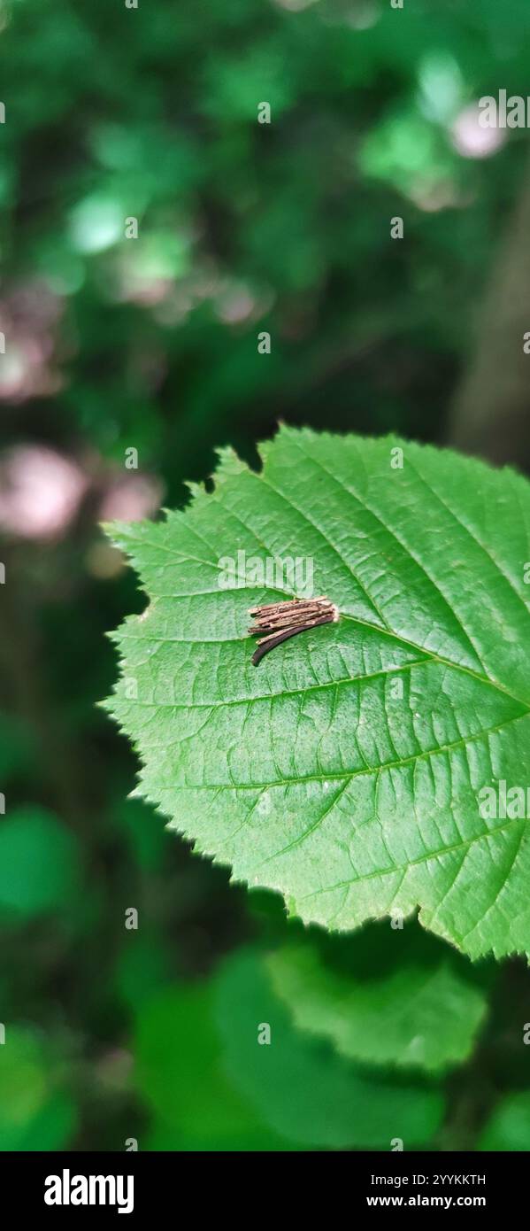 Common Bagworm Moth (Psyche casta Stock Photo - Alamy