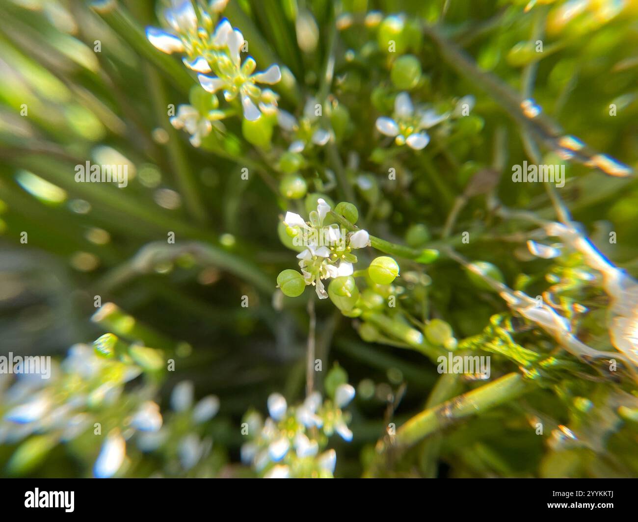 Scurvy grass (Cochlearia officinalis Stock Photo - Alamy