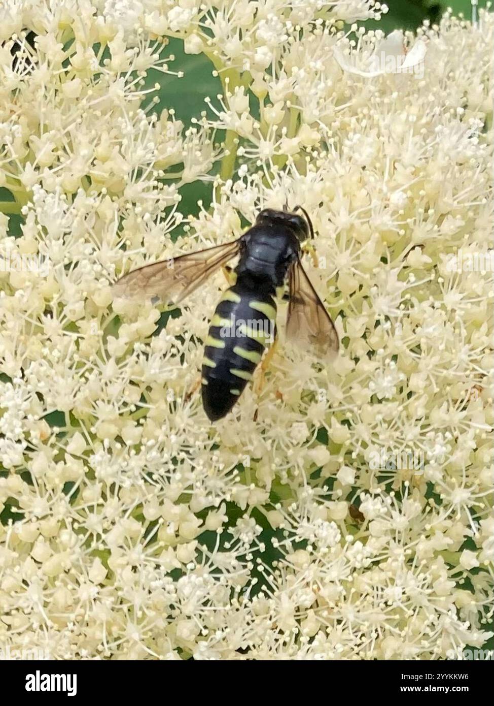 Four-banded Stink Bug Wasp (Bicyrtes quadrifasciatus Stock Photo - Alamy