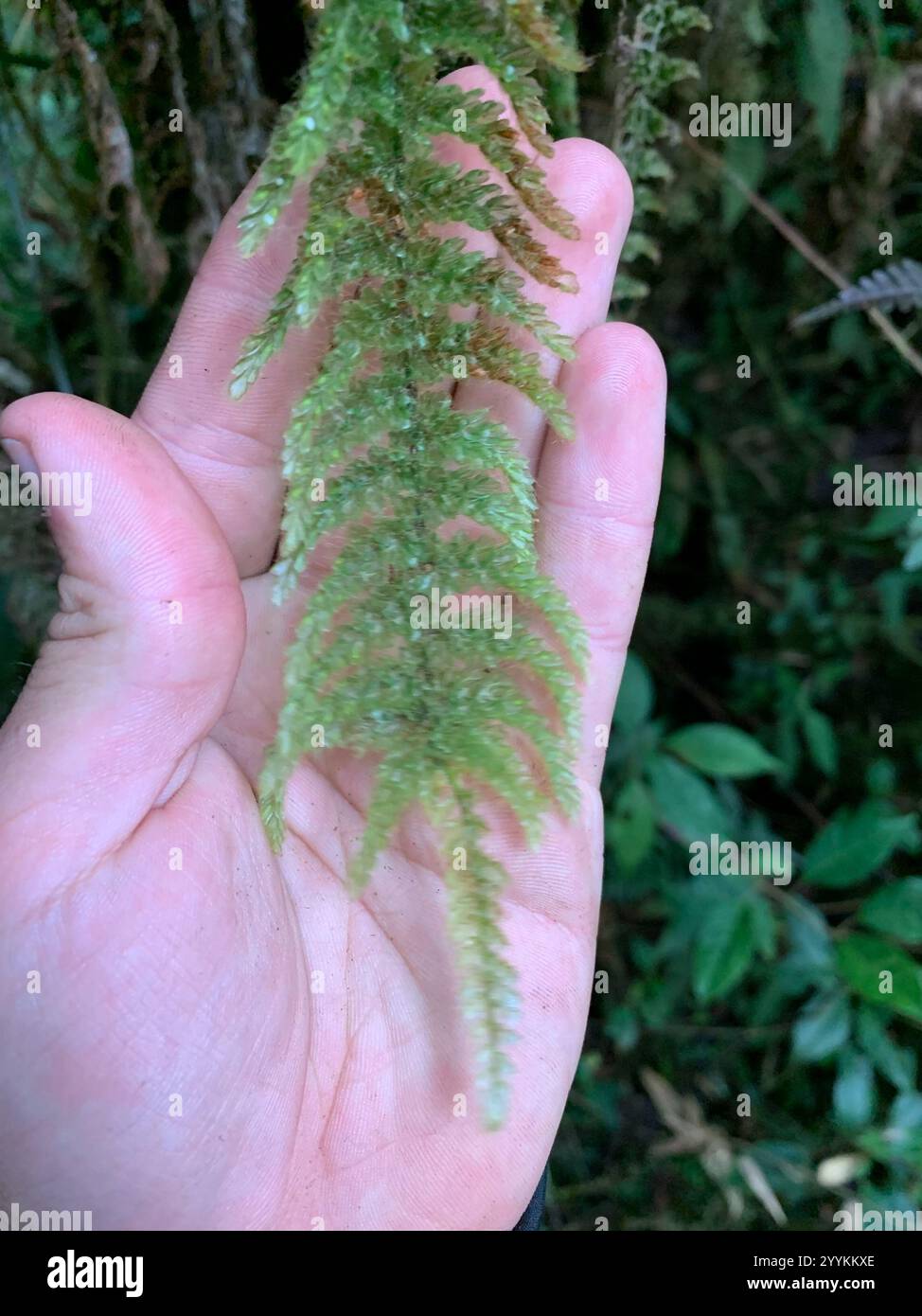 Filmy Ferns and Bristle Ferns (Hymenophyllaceae Stock Photo - Alamy