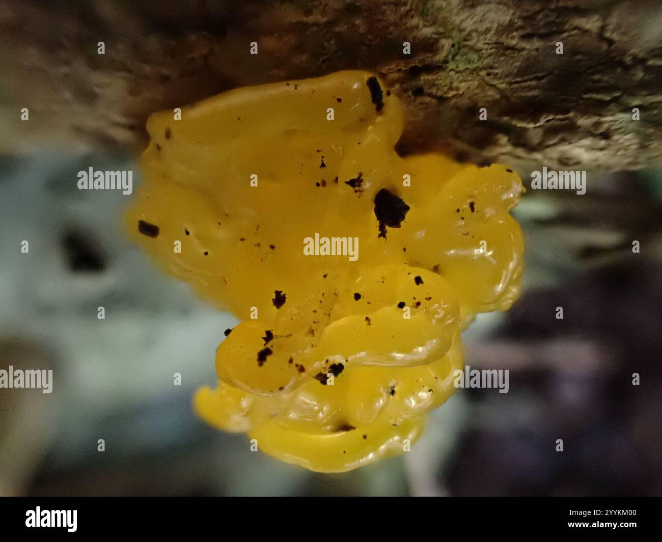 witch's butter (Tremella mesenterica Stock Photo - Alamy