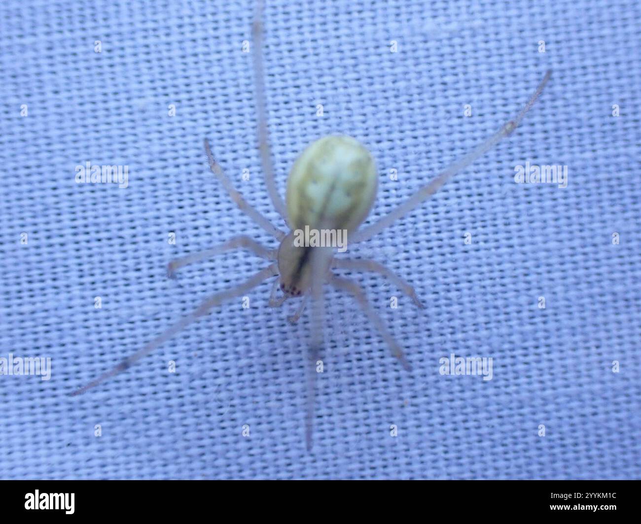 Common candy-striped spider (Enoplognatha ovata Stock Photo - Alamy