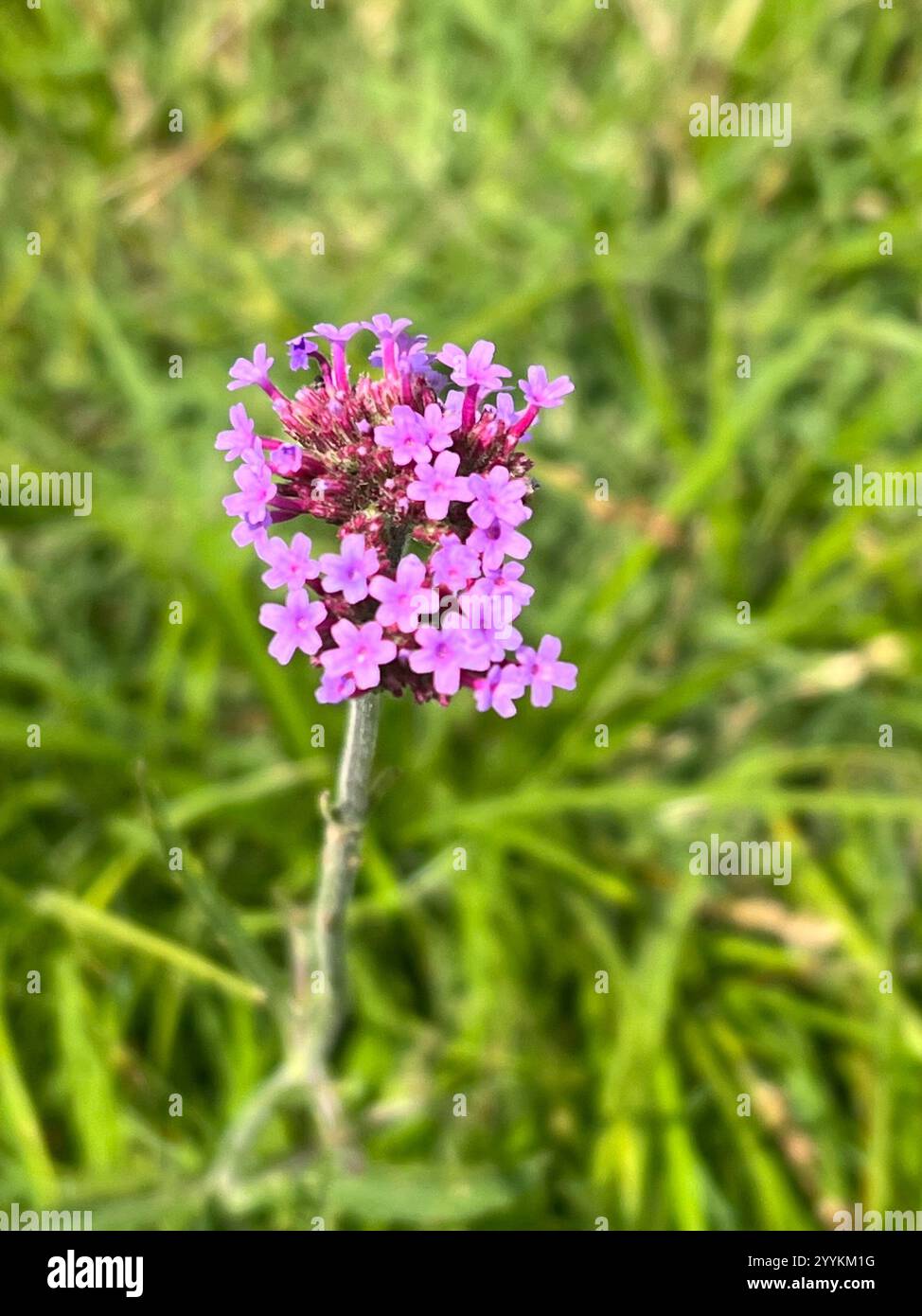 purpletop vervain (Verbena bonariensis Stock Photo - Alamy