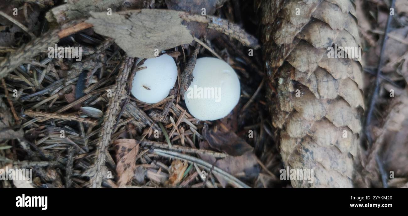 Lycoperdon pratense hi-res stock photography and images - Alamy