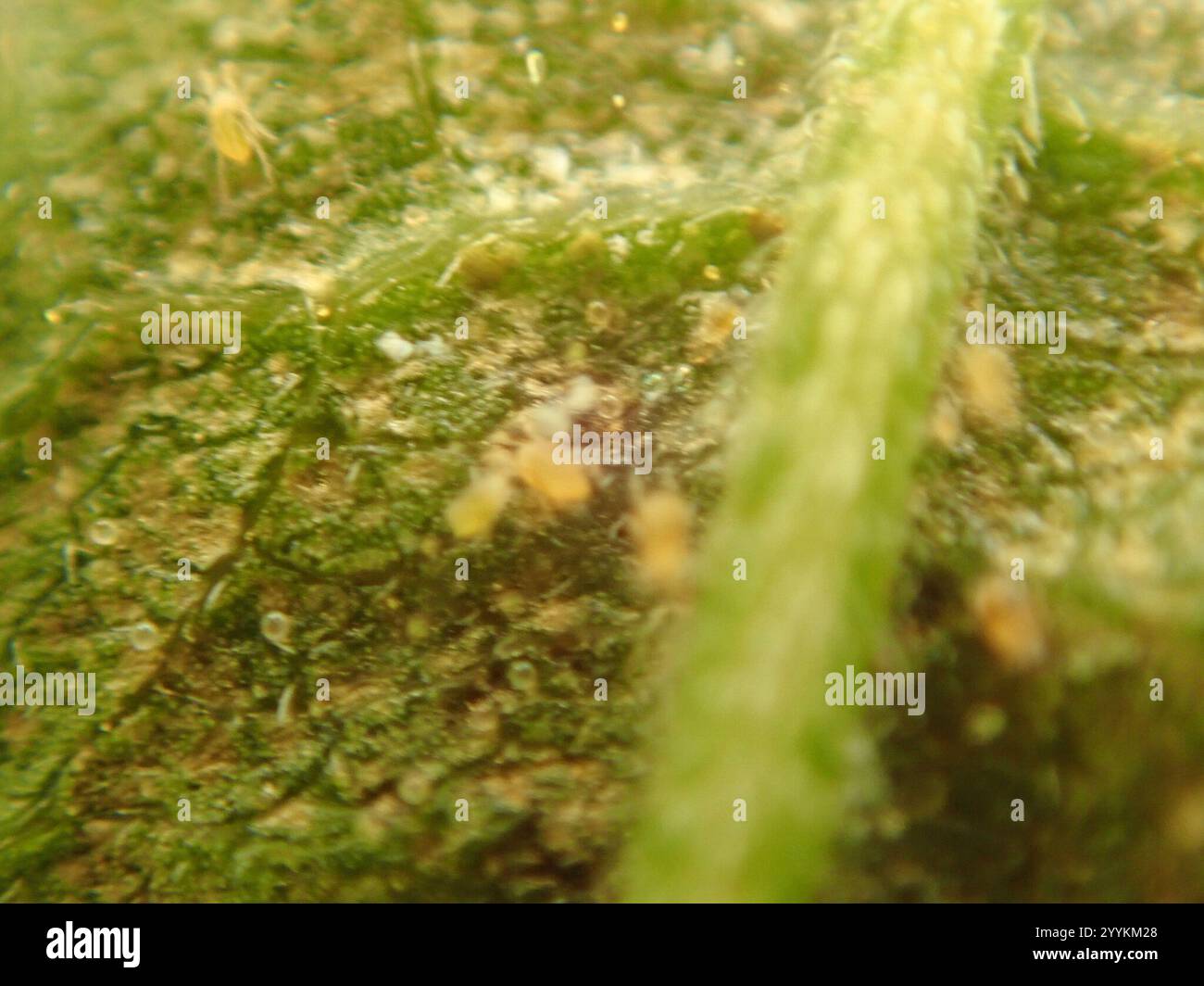 Twospotted Spider Mite (Tetranychus urticae Stock Photo - Alamy