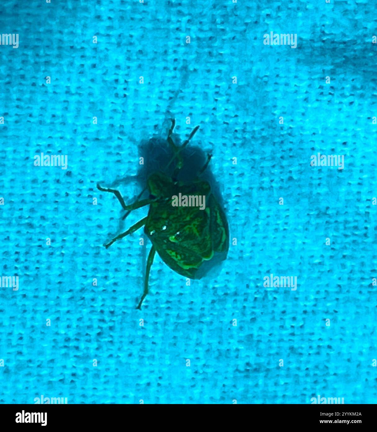 Juniper Stink Bug (Banasa euchlora Stock Photo - Alamy