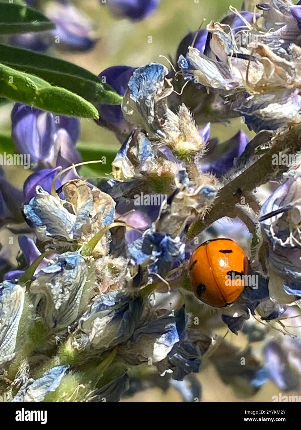Transverse Lady Beetle (Coccinella transversoguttata Stock Photo - Alamy